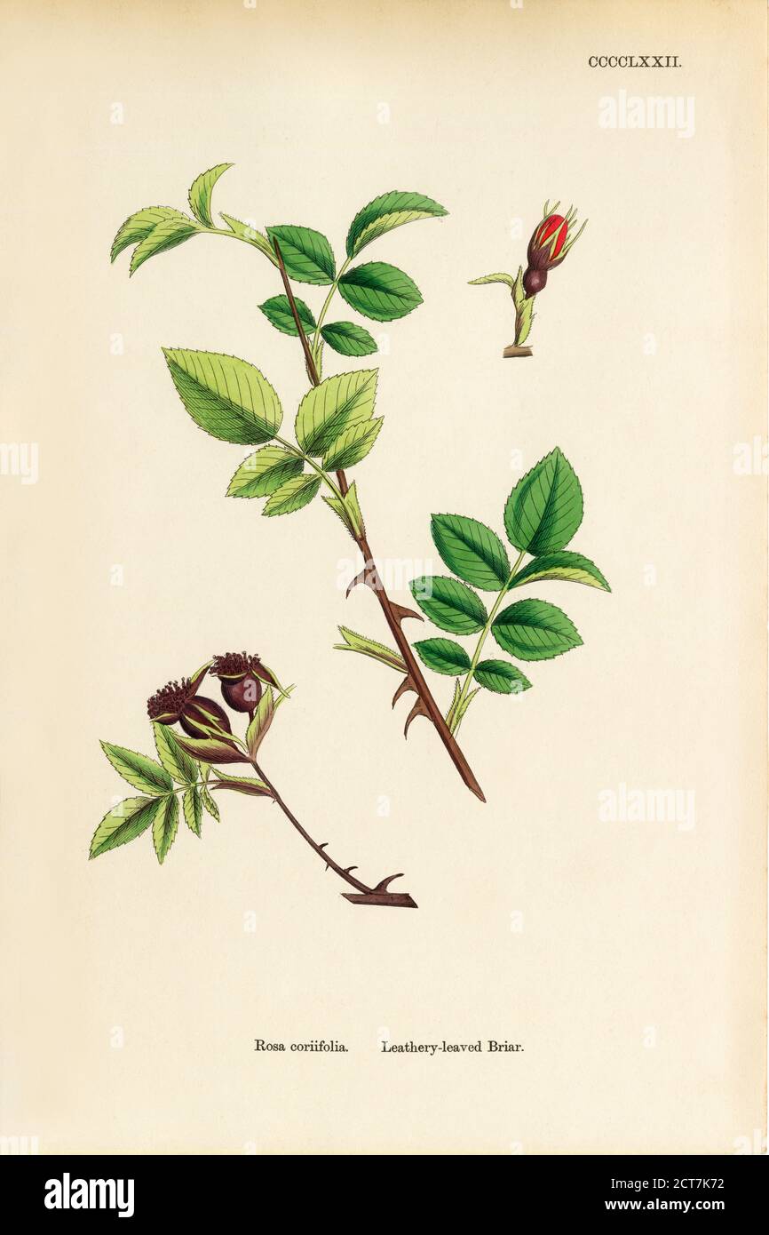 Victorian Botanical Illustration, 1863 Stock Photo - Alamy