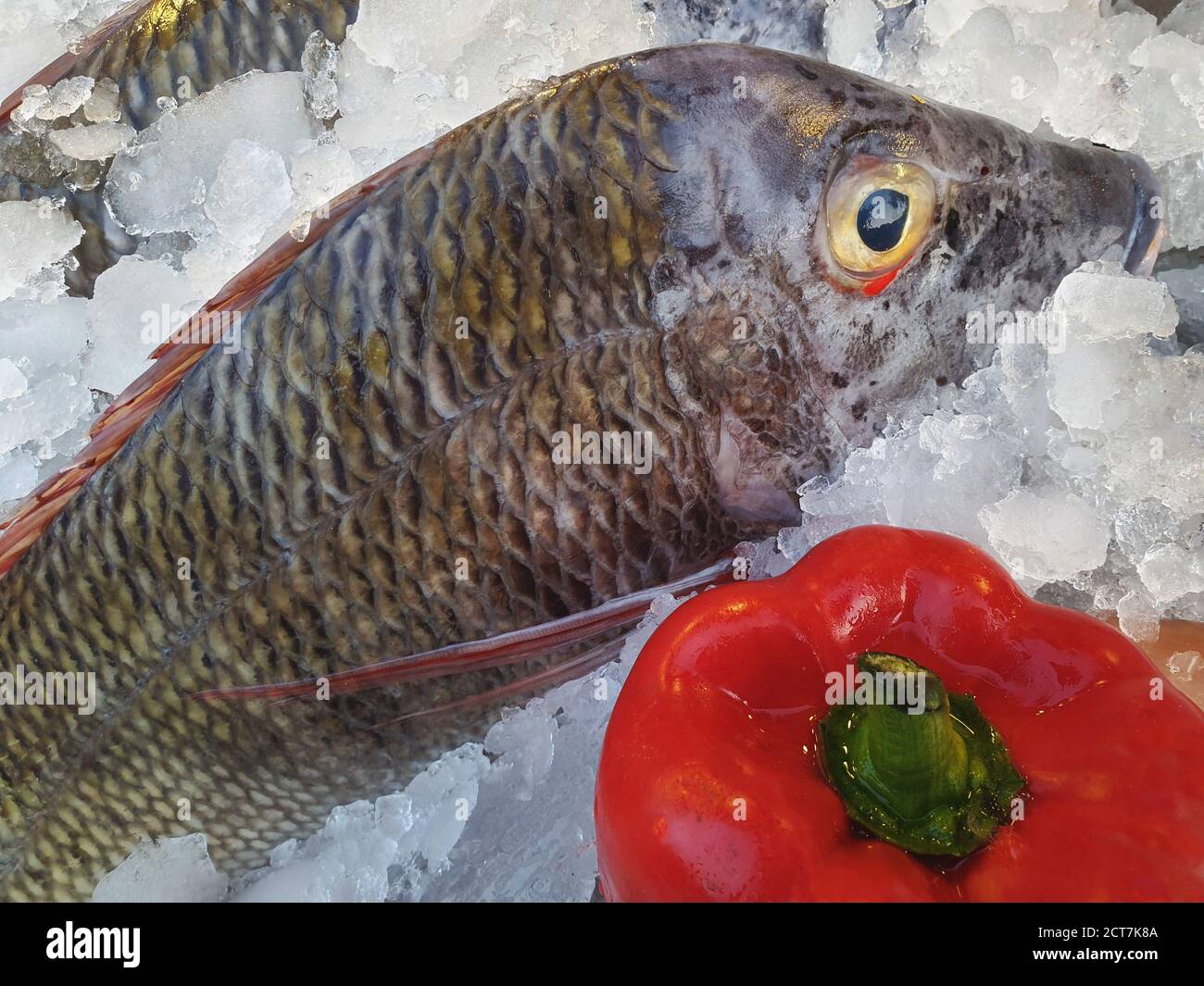 Large fish grouper on fresh ice and red peppers, Red Sea, Sinai, Egypt ...