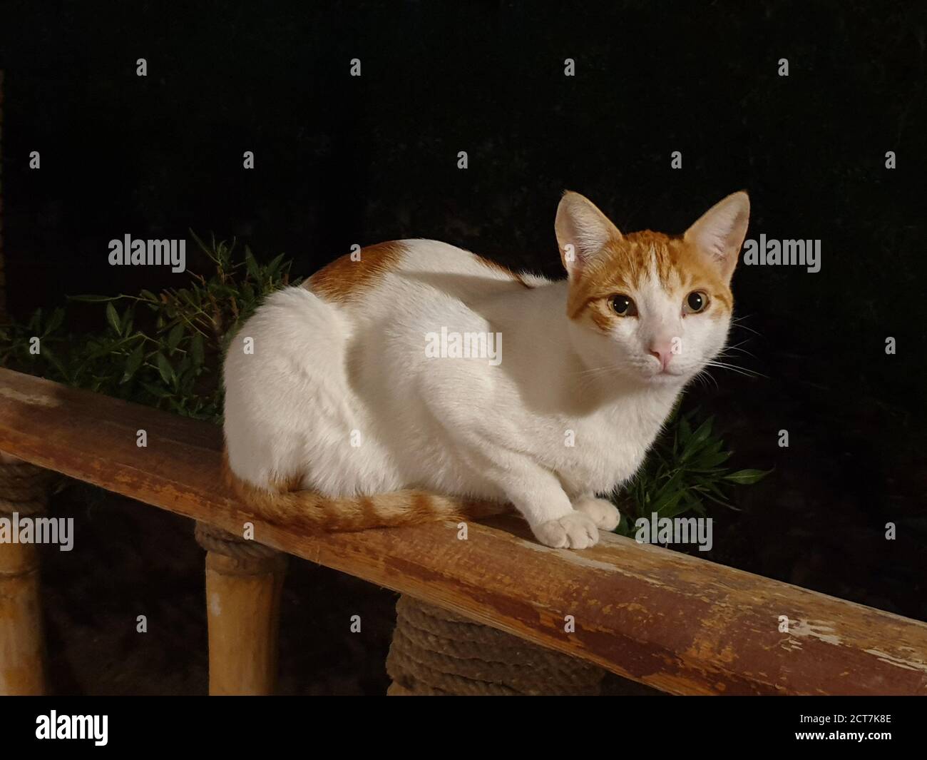 A homeless white cat with red spots sits on a wooden railing Stock ...