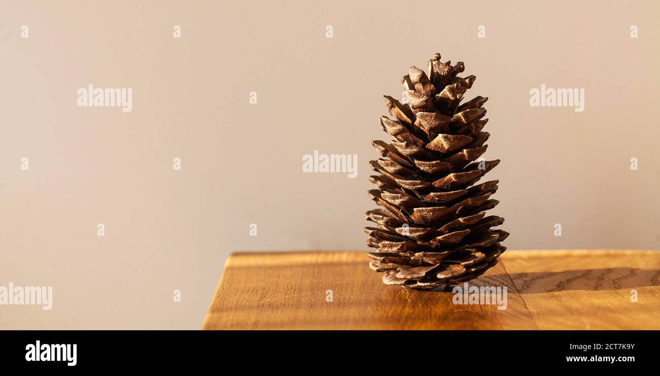A large pine cone on a wooden table in natural light. Minimalism. Eco ...