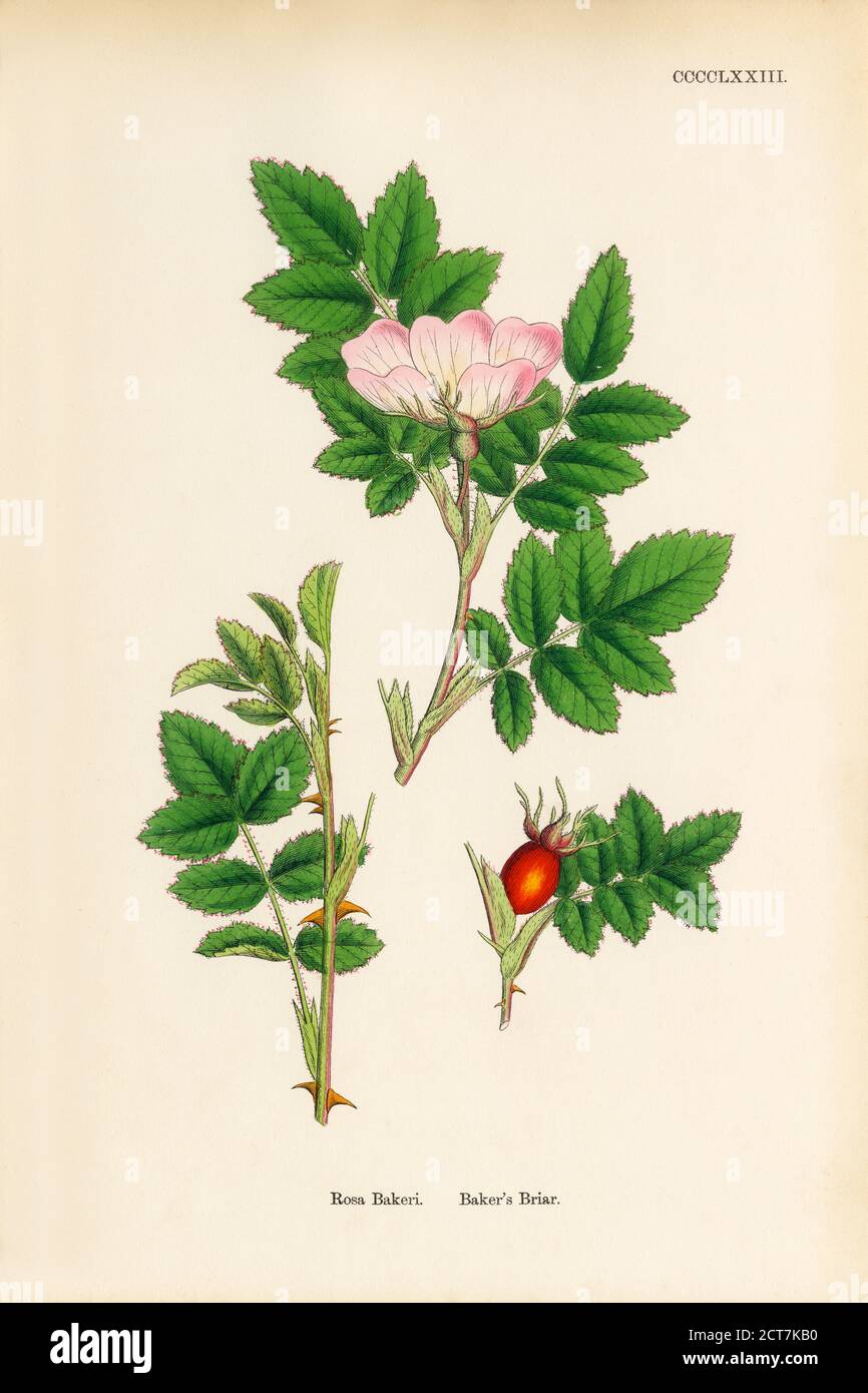 Victorian Botanical Illustration, 1863 Stock Photo - Alamy