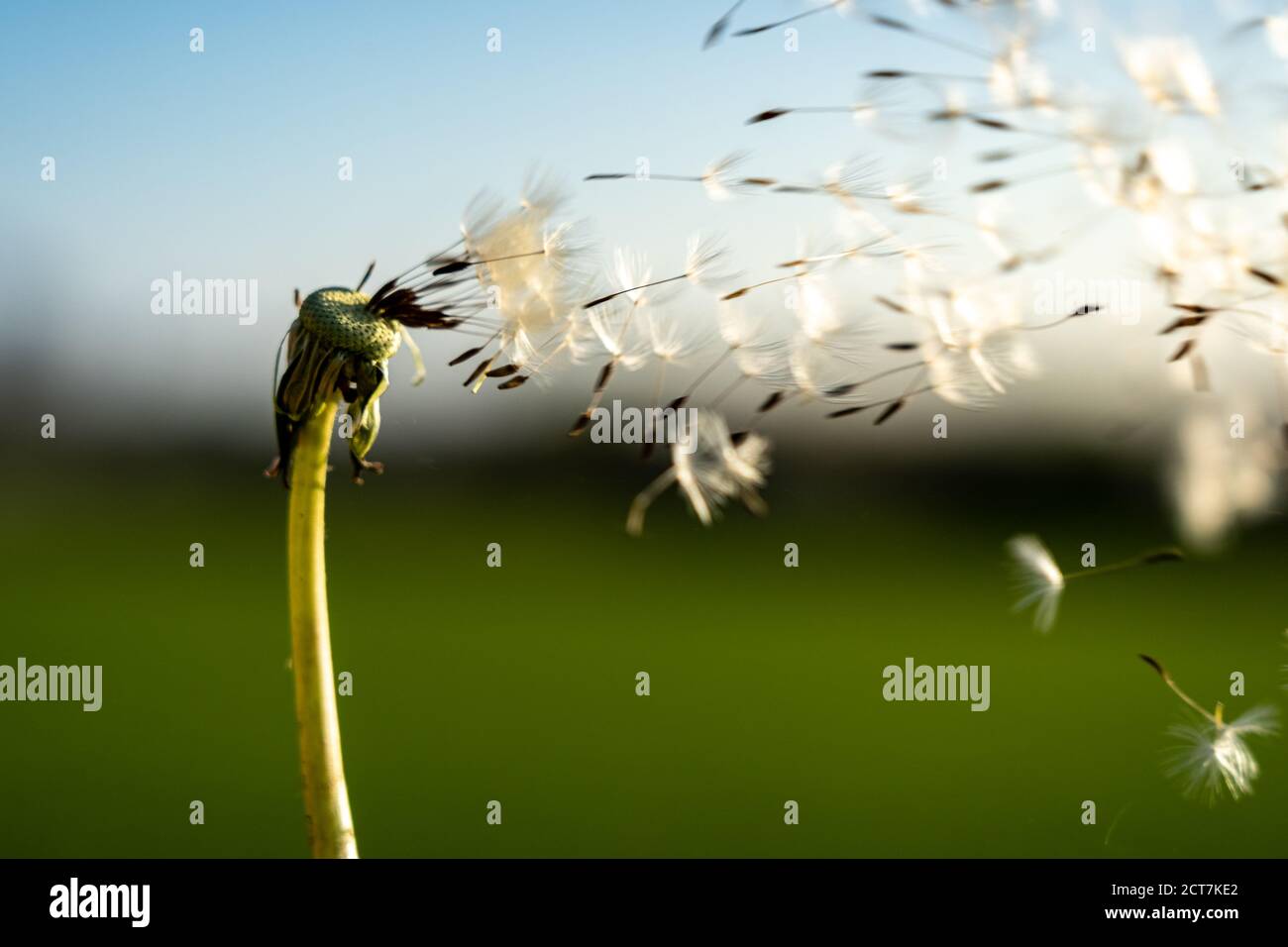 Flight of the seeds of a dandelion in the wind Stock Photo - Alamy
