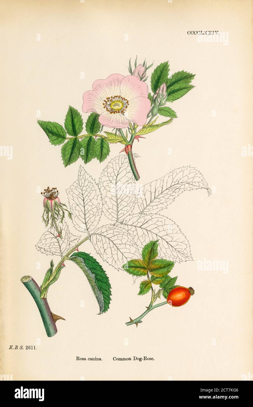 Victorian Botanical Illustration, 1863 Stock Photo - Alamy