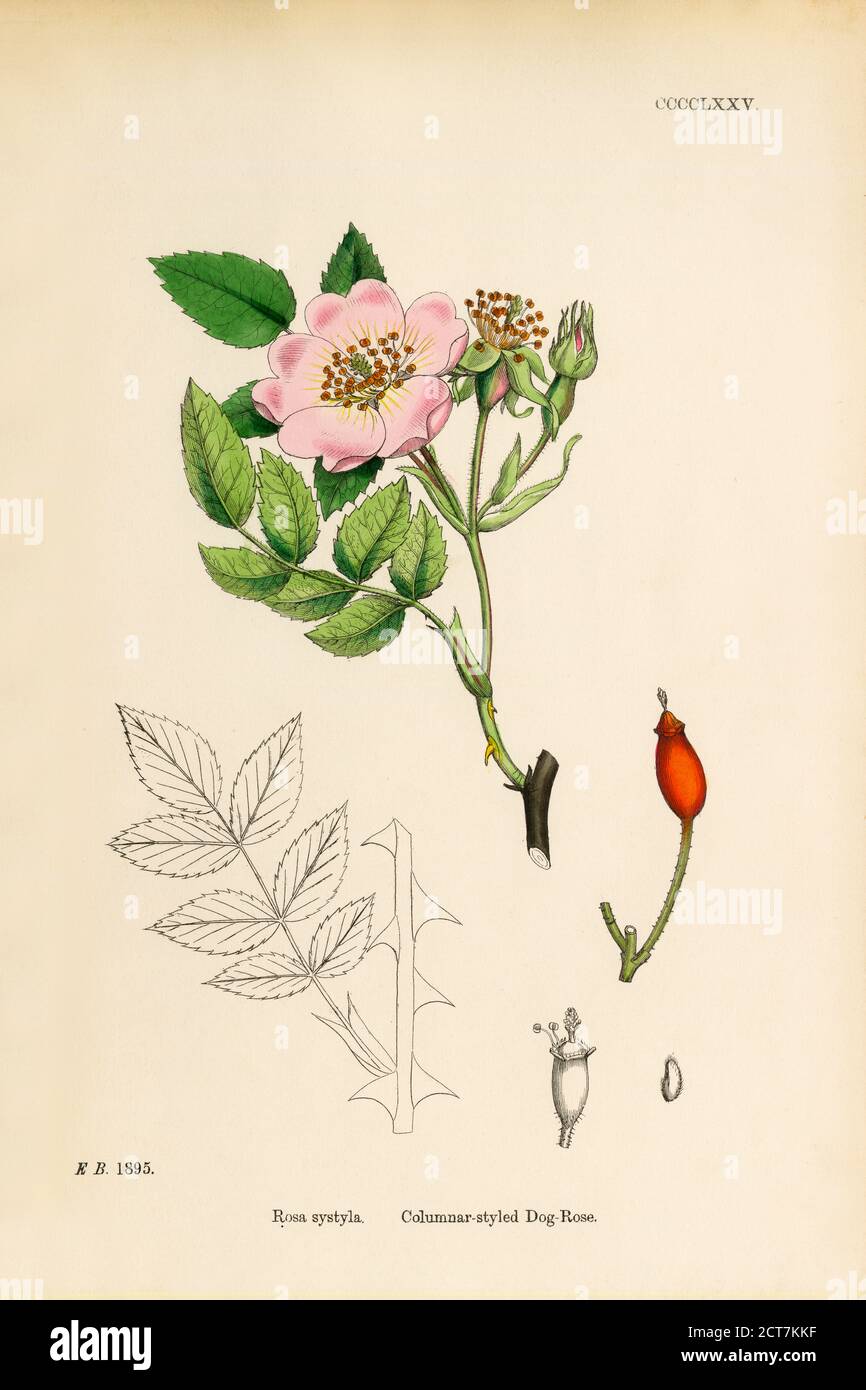 Victorian Botanical Illustration, 1863 Stock Photo - Alamy