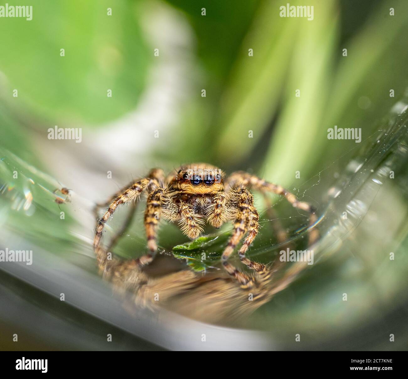 Red back spider jumping hi-res stock photography and images - Alamy