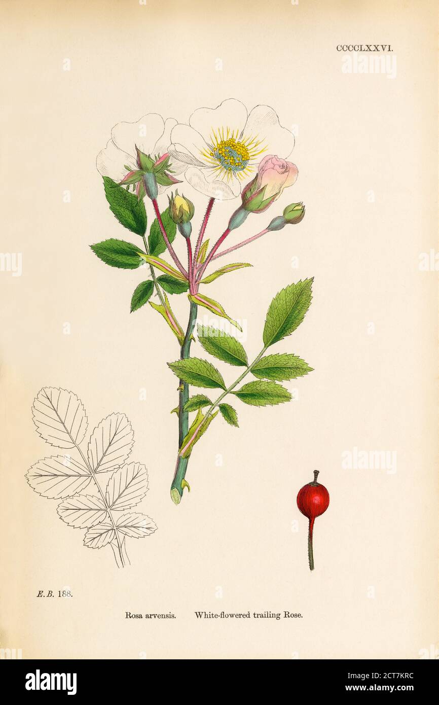 Victorian Botanical Illustration, 1863 Stock Photo - Alamy