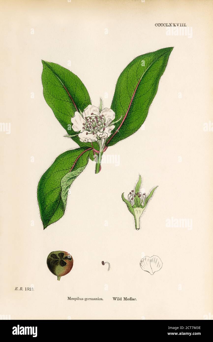 Victorian Botanical Illustration, 1863 Stock Photo - Alamy