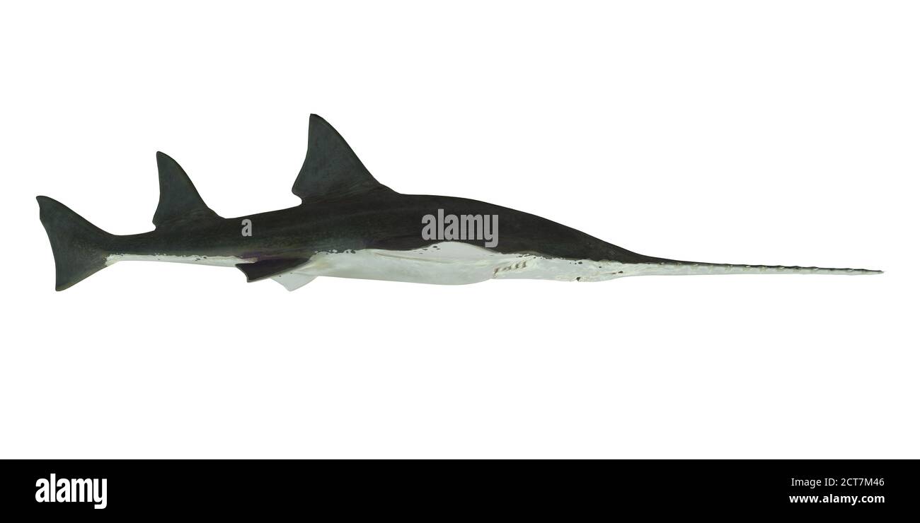 This predatory shark Onchopristis Sawfish lived in the seas of several ...