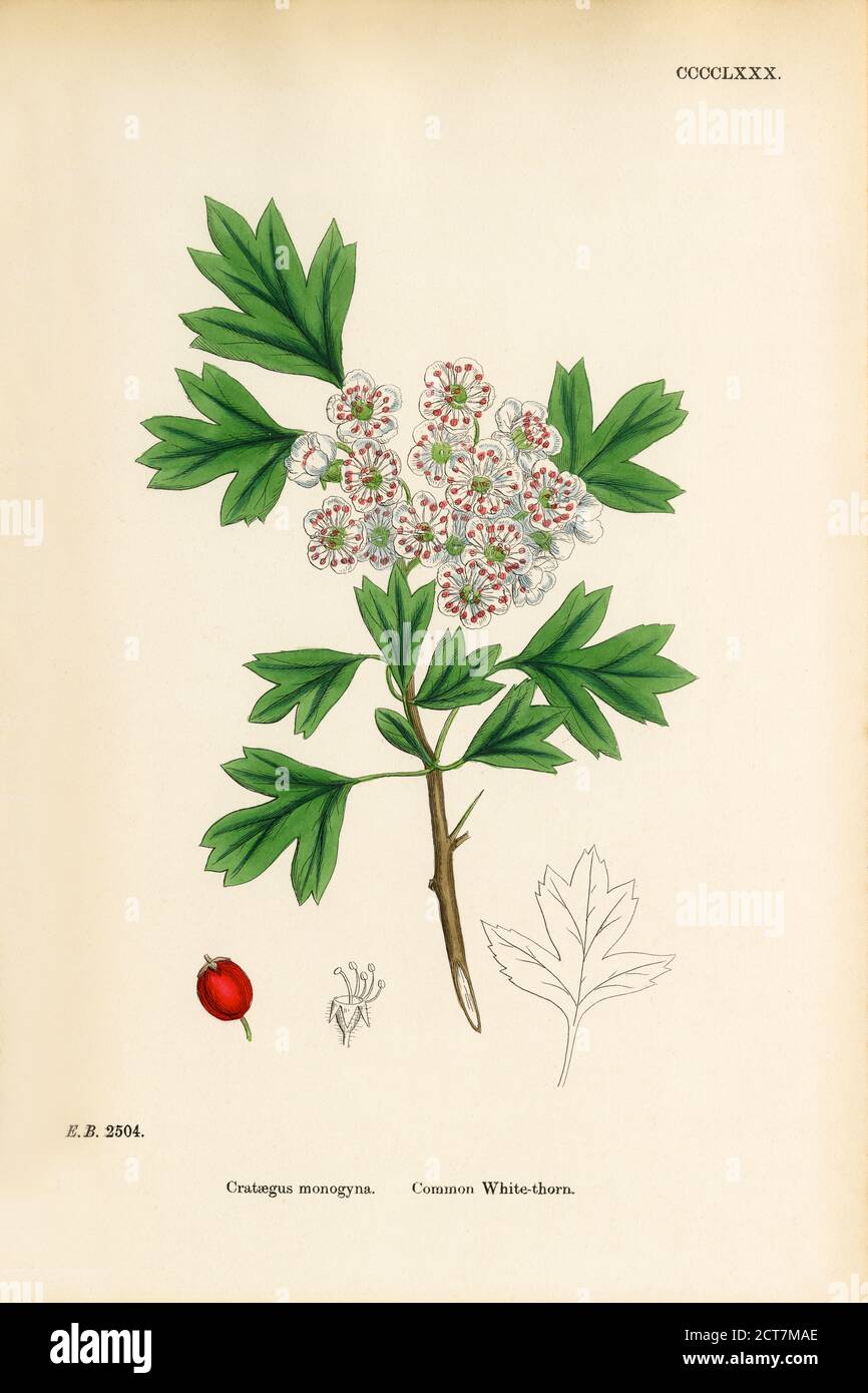 Victorian Botanical Illustration, 1863 Stock Photo - Alamy