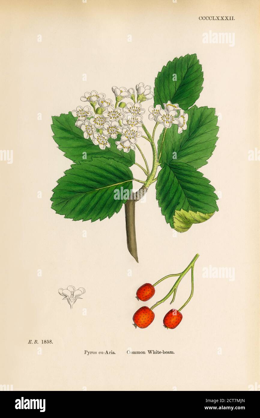 Victorian Botanical Illustration, 1863 Stock Photo - Alamy