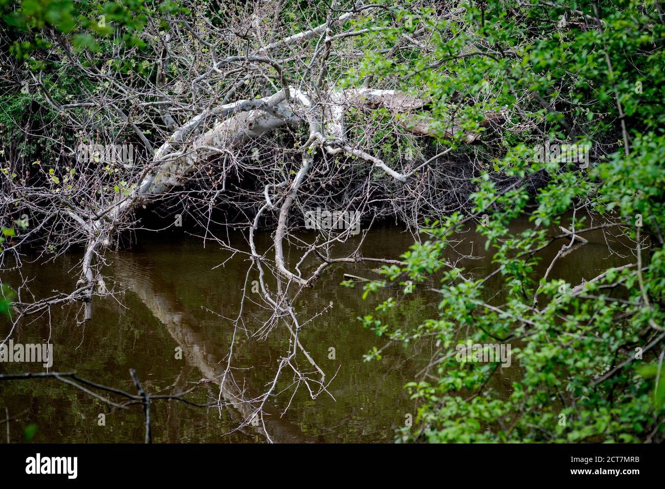 Old trees standing in a swamp area with reflection of tree trunks on ...