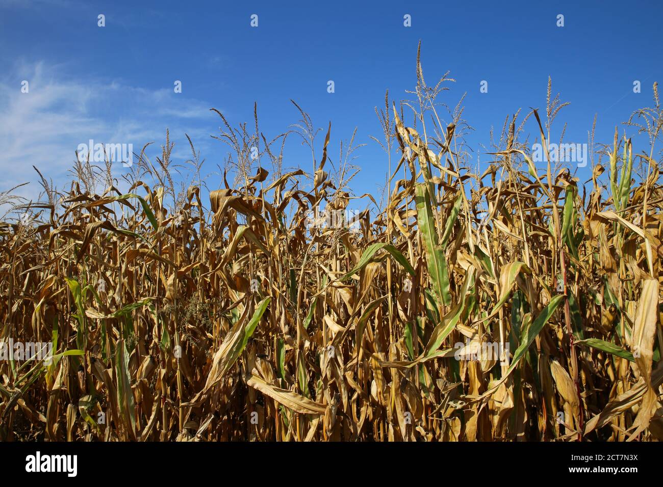 Crop dry out hi-res stock photography and images - Alamy
