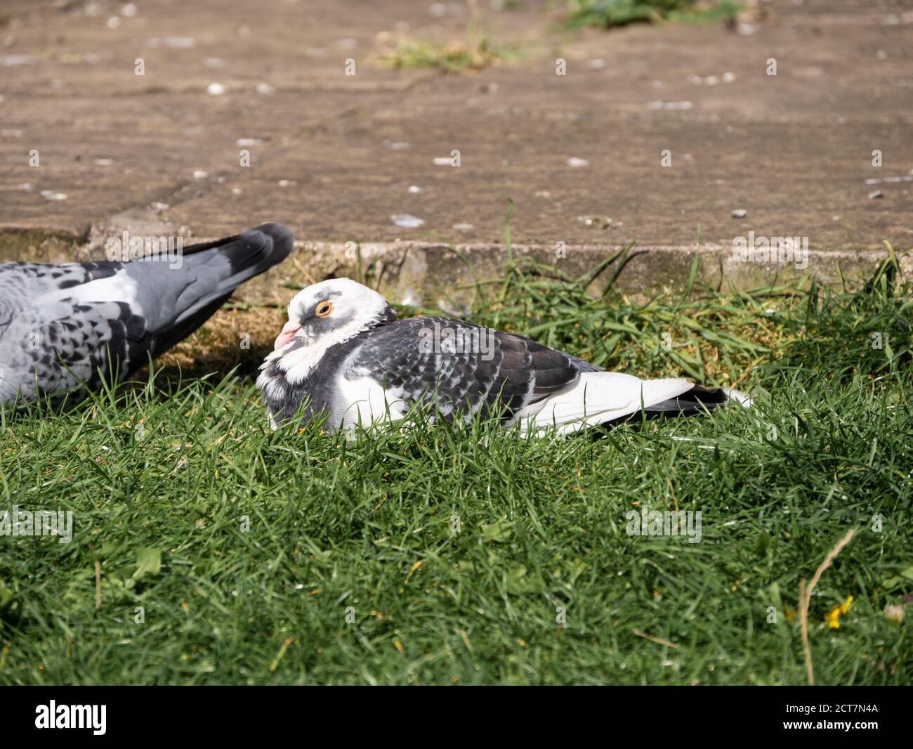 Plump pigeons hi-res stock photography and images - Alamy