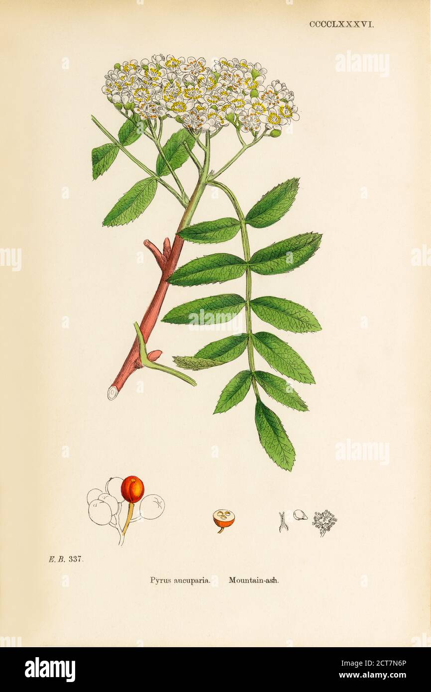 Victorian Botanical Illustration, 1863 Stock Photo - Alamy