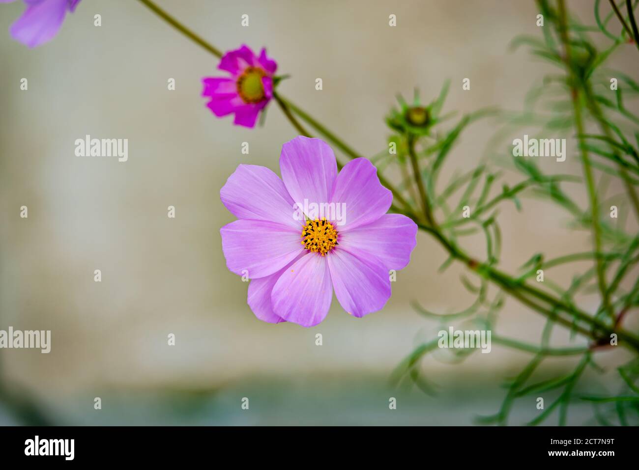 Purple color cosmos hi-res stock photography and images - Alamy