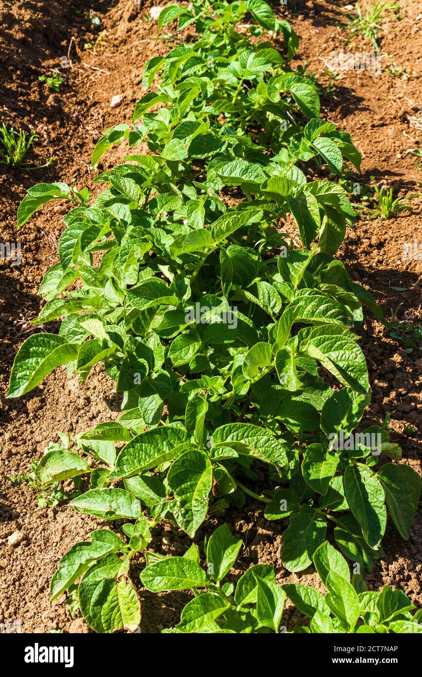 Summer potatoes hi-res stock photography and images - Alamy