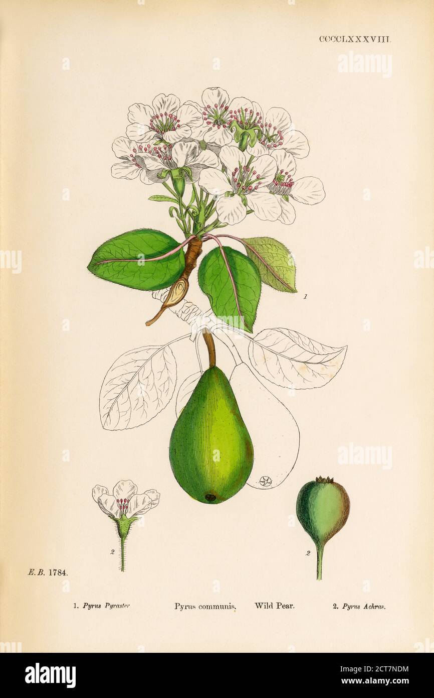 Victorian Botanical Illustration, 1863 Stock Photo - Alamy