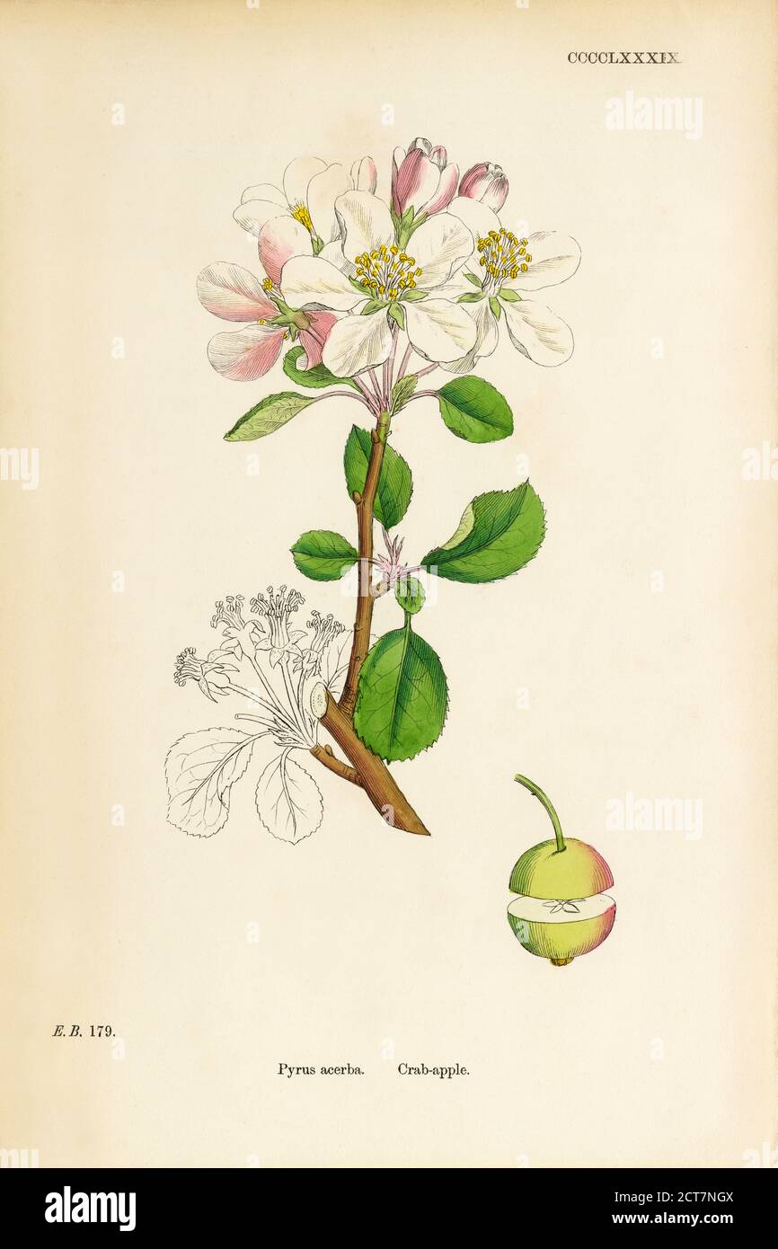 Victorian Botanical Illustration, 1863 Stock Photo - Alamy