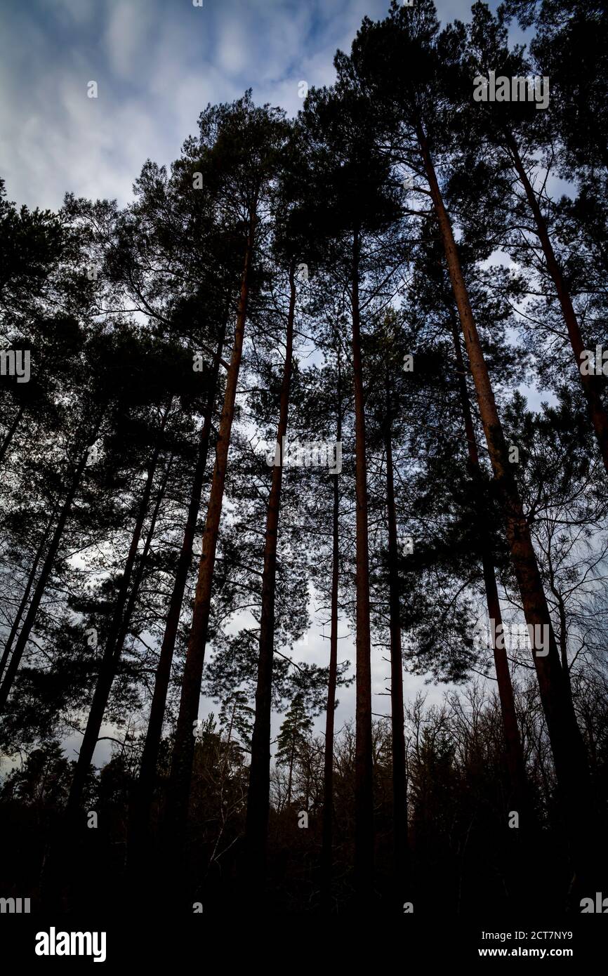 Tall scary trees hi-res stock photography and images - Alamy