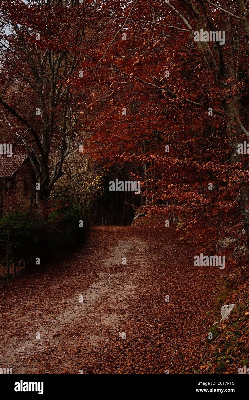 walk trail in the woods during autumn with foliage and fall colors no ...