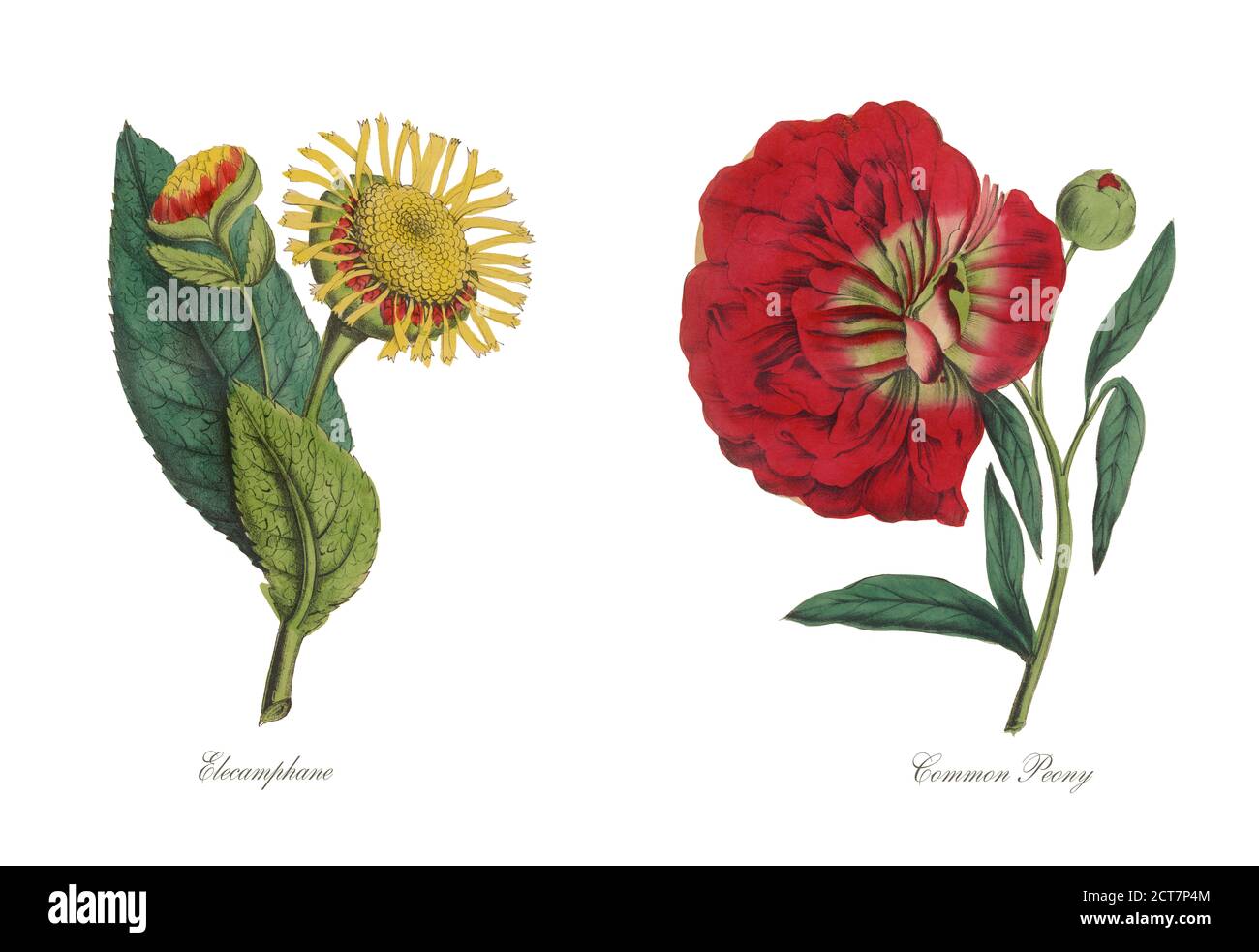 Victorian Botanical Illustration Stock Photo - Alamy