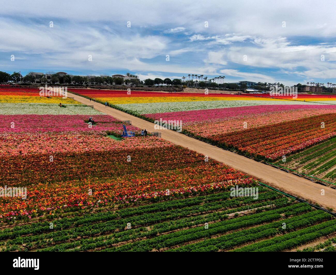 Flower field carlsbad hi-res stock photography and images - Alamy
