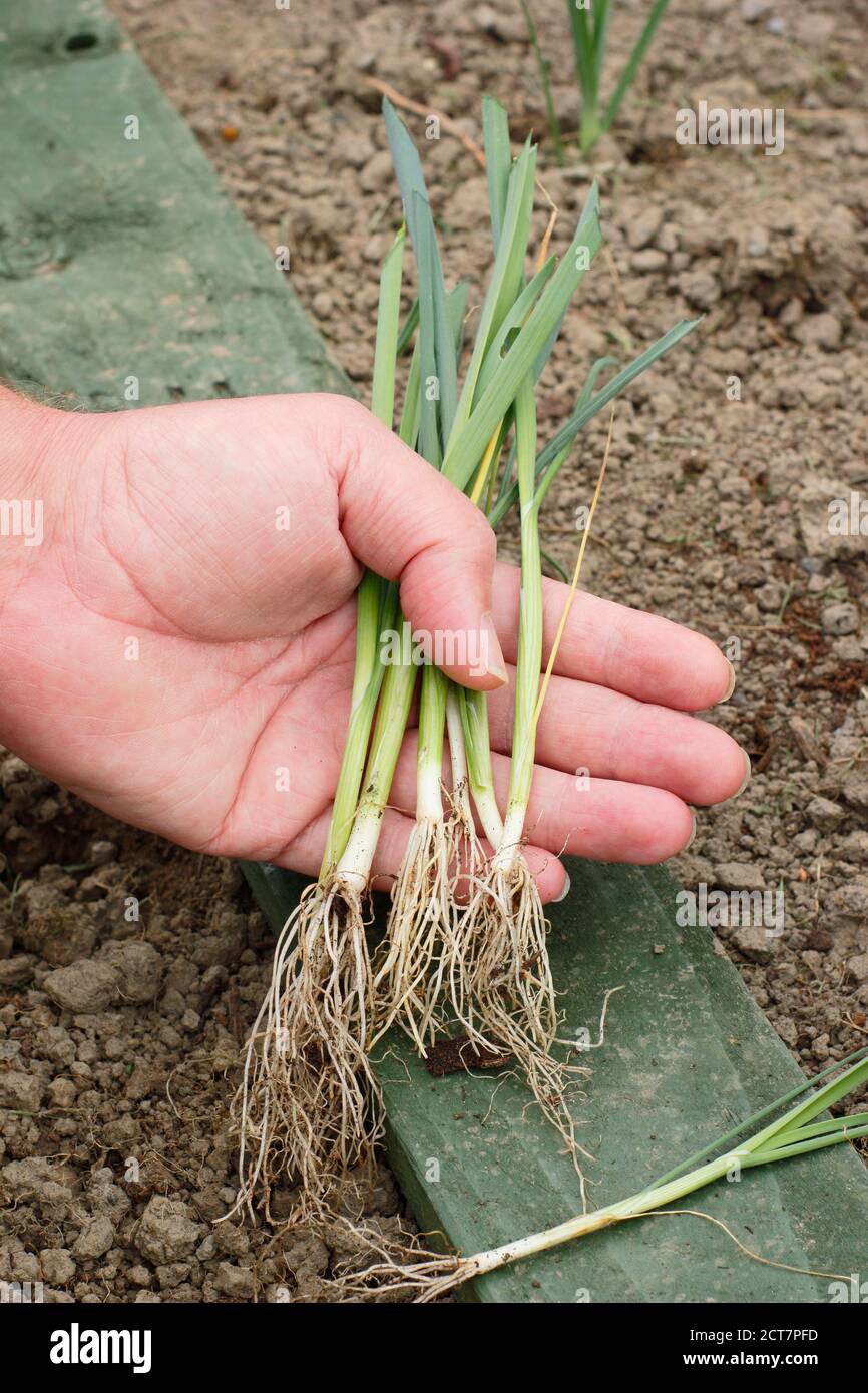 Planting out leeks hi-res stock photography and images - Alamy