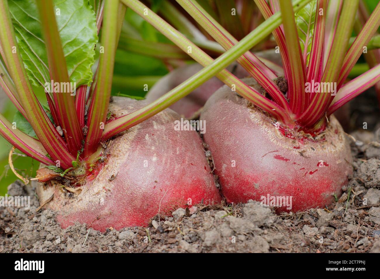 Beta vulgaris 'Chioggia'. Home grown Chioggia beetroot growing in a ...