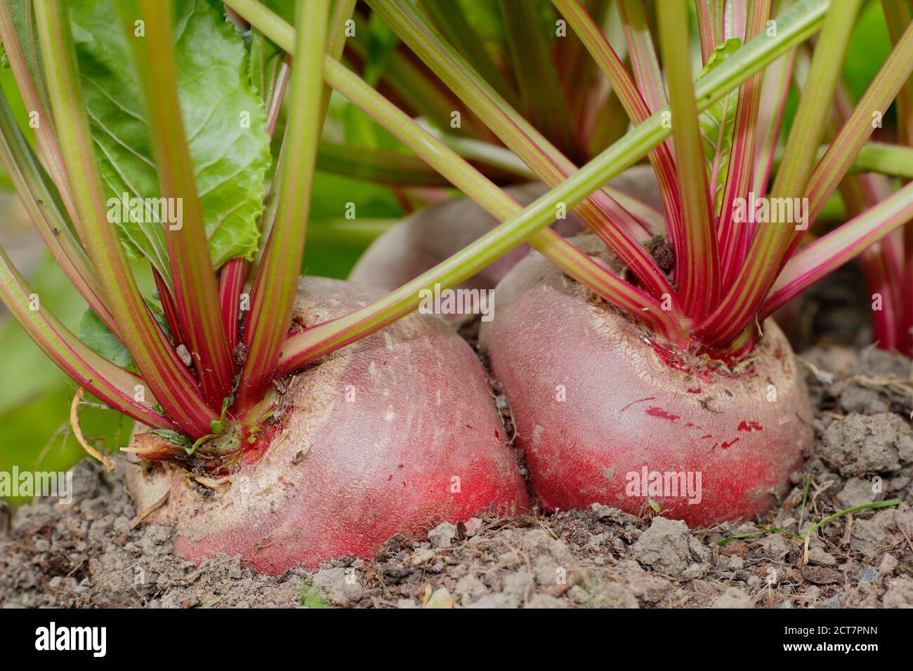 Beta vulgaris 'Chioggia'. Home grown Chioggia beetroot growing in a ...