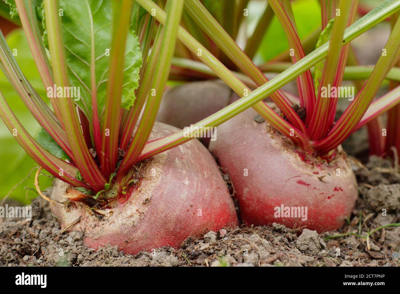 Beta vulgaris 'Chioggia'. Home grown Chioggia beetroot growing in a ...