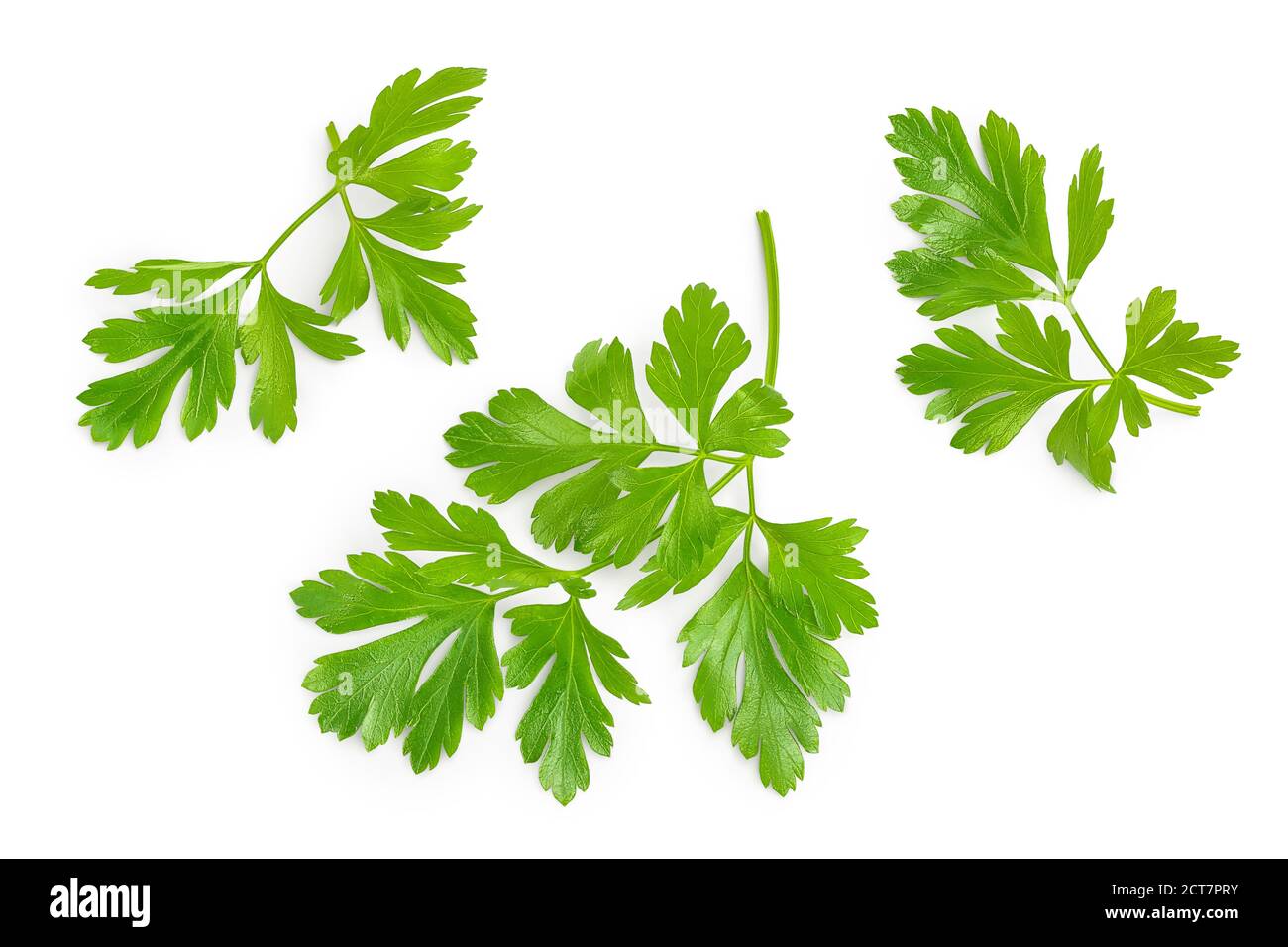 Parsley leaves isolated on white background with clipping path and full ...