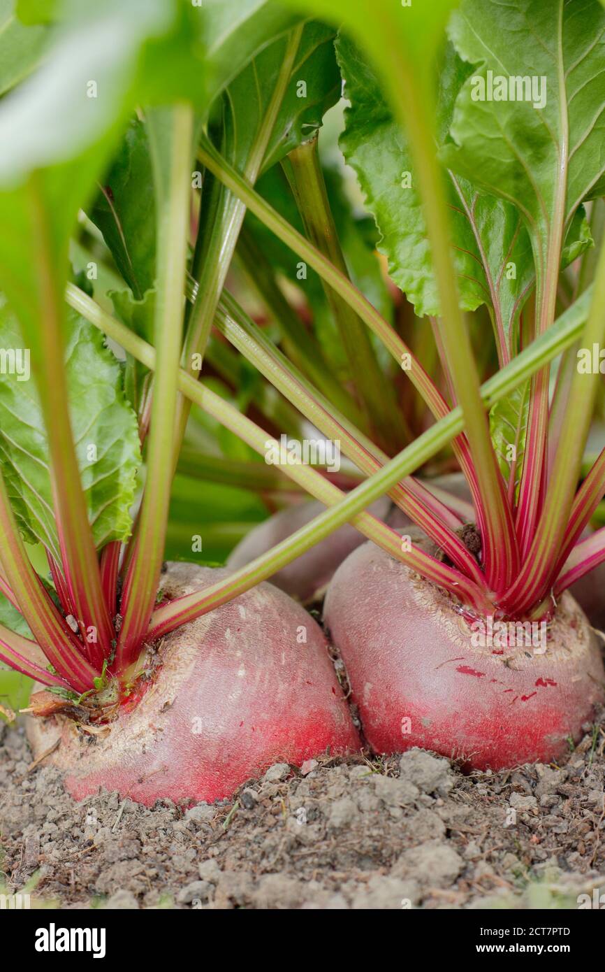 Beta vulgaris 'Chioggia'. Home grown Chioggia beetroot growing in a ...