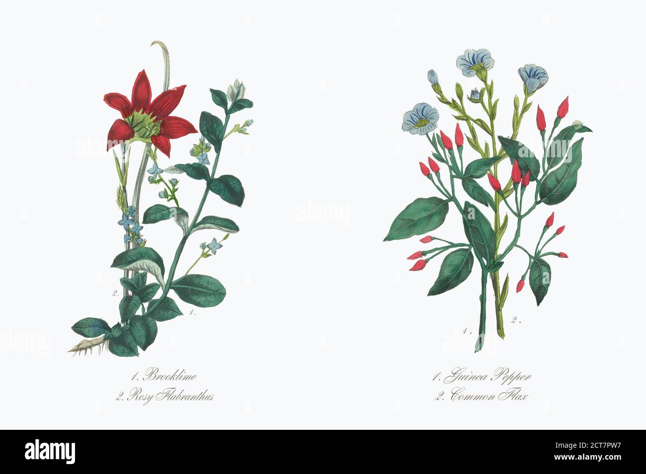 Victorian Botanical Illustration Stock Photo - Alamy