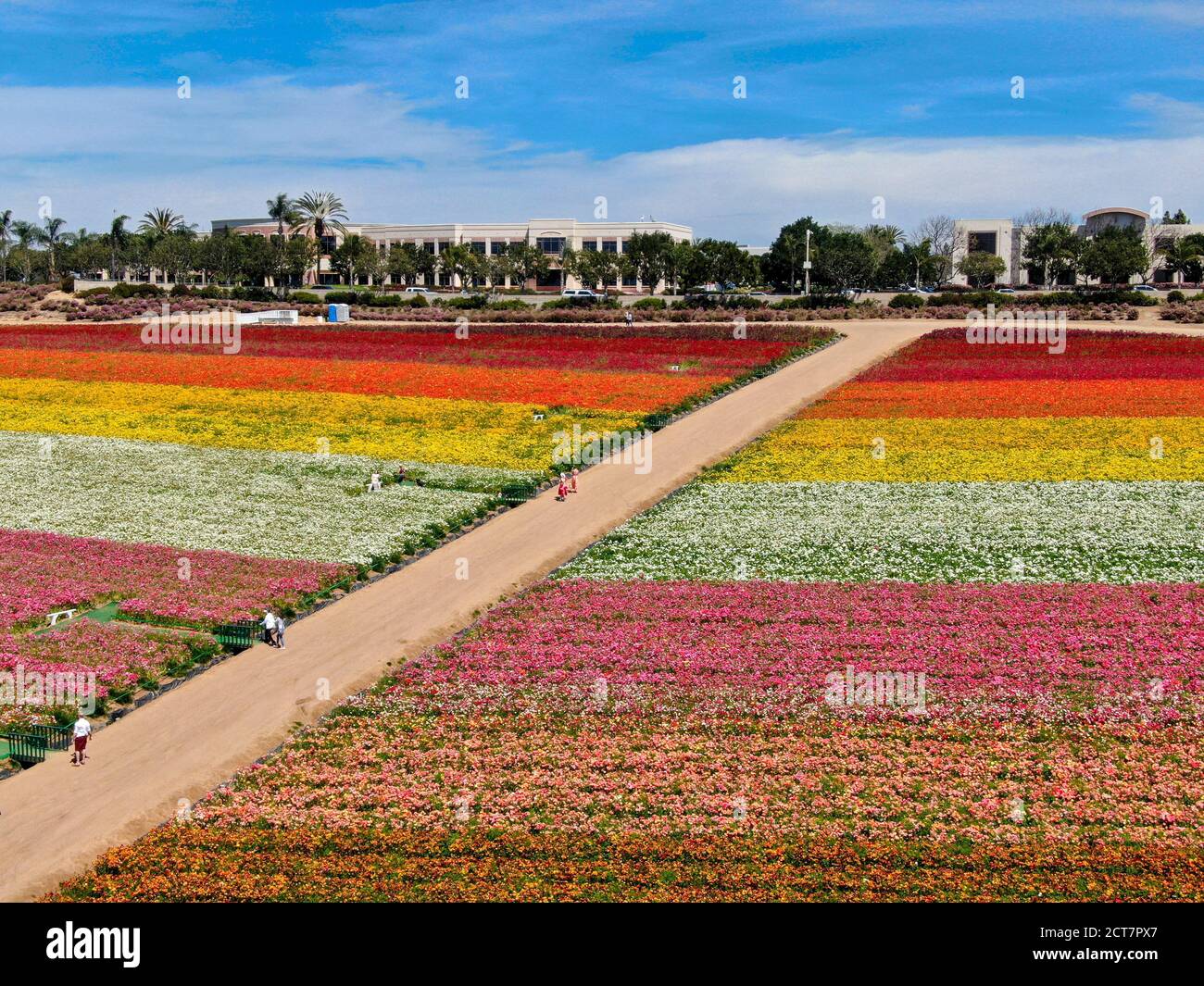 Aerial view of Carlsbad Flower Fields. tourist can enjoy hillsides of ...