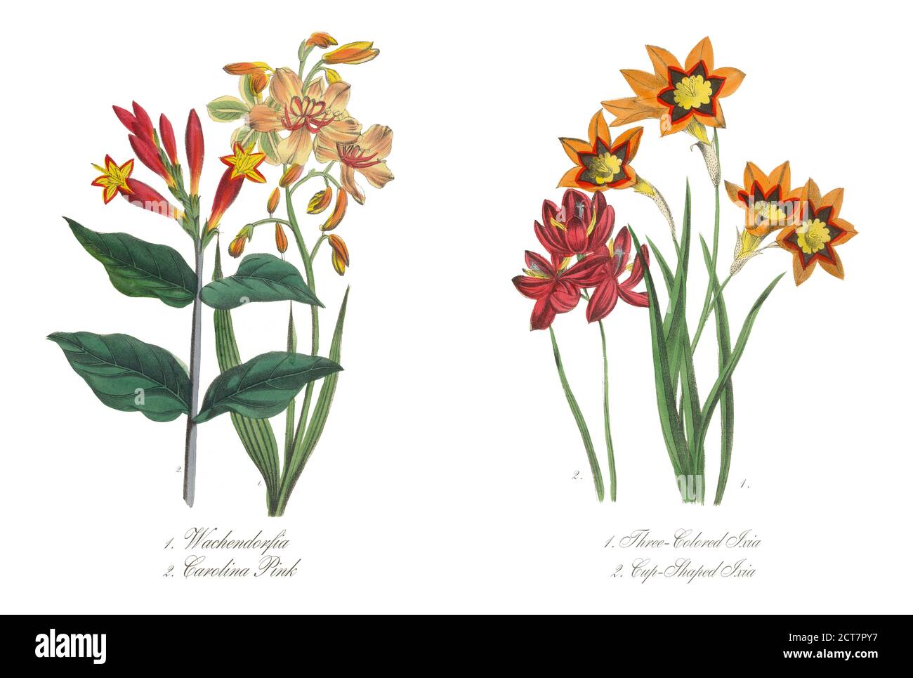 Botanical lithograph Cut Out Stock Images & Pictures - Alamy