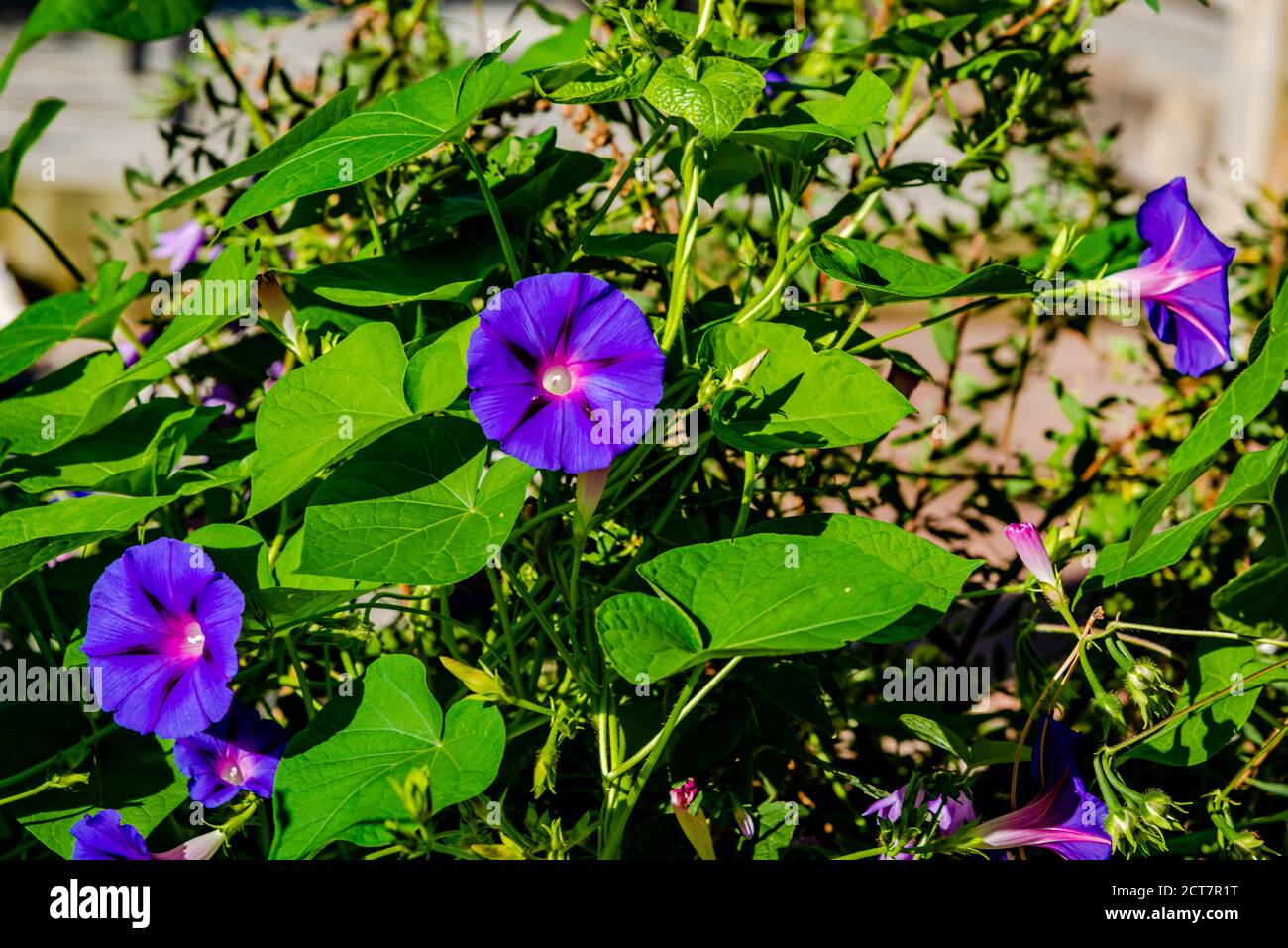 Morning glory flower in the garden Stock Photo - Alamy