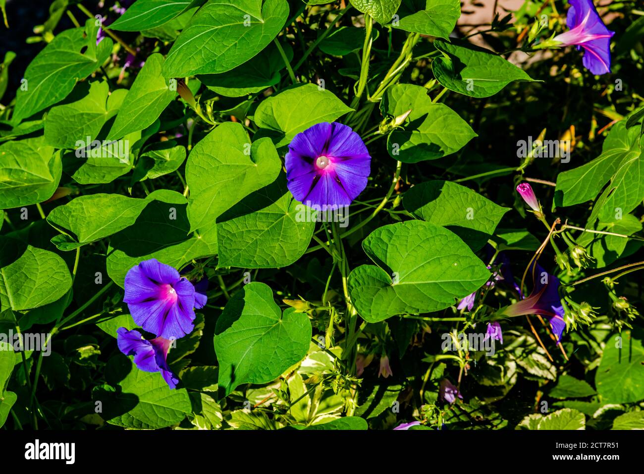 Morning glory flower in the garden Stock Photo - Alamy