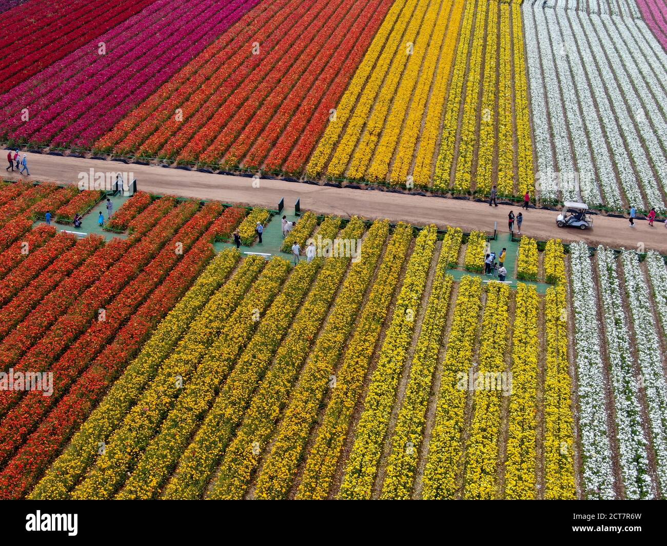 Aerial view of Carlsbad Flower Fields. tourist can enjoy hillsides of ...