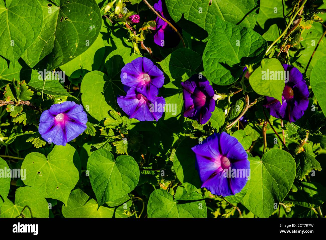 Morning glory flower in the garden Stock Photo - Alamy