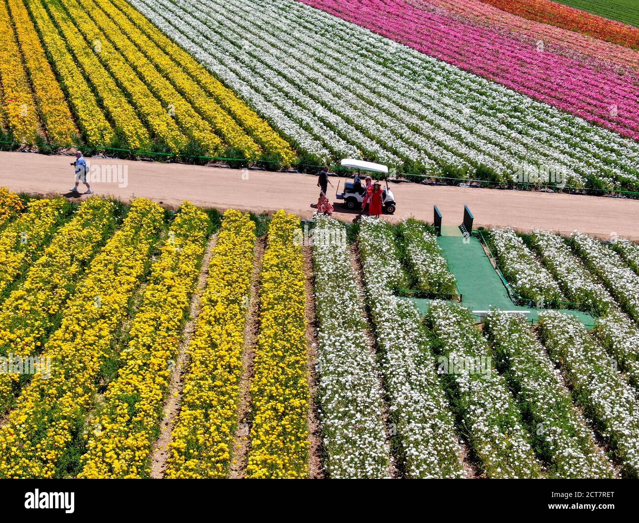 Aerial view of Carlsbad Flower Fields. tourist can enjoy hillsides of ...