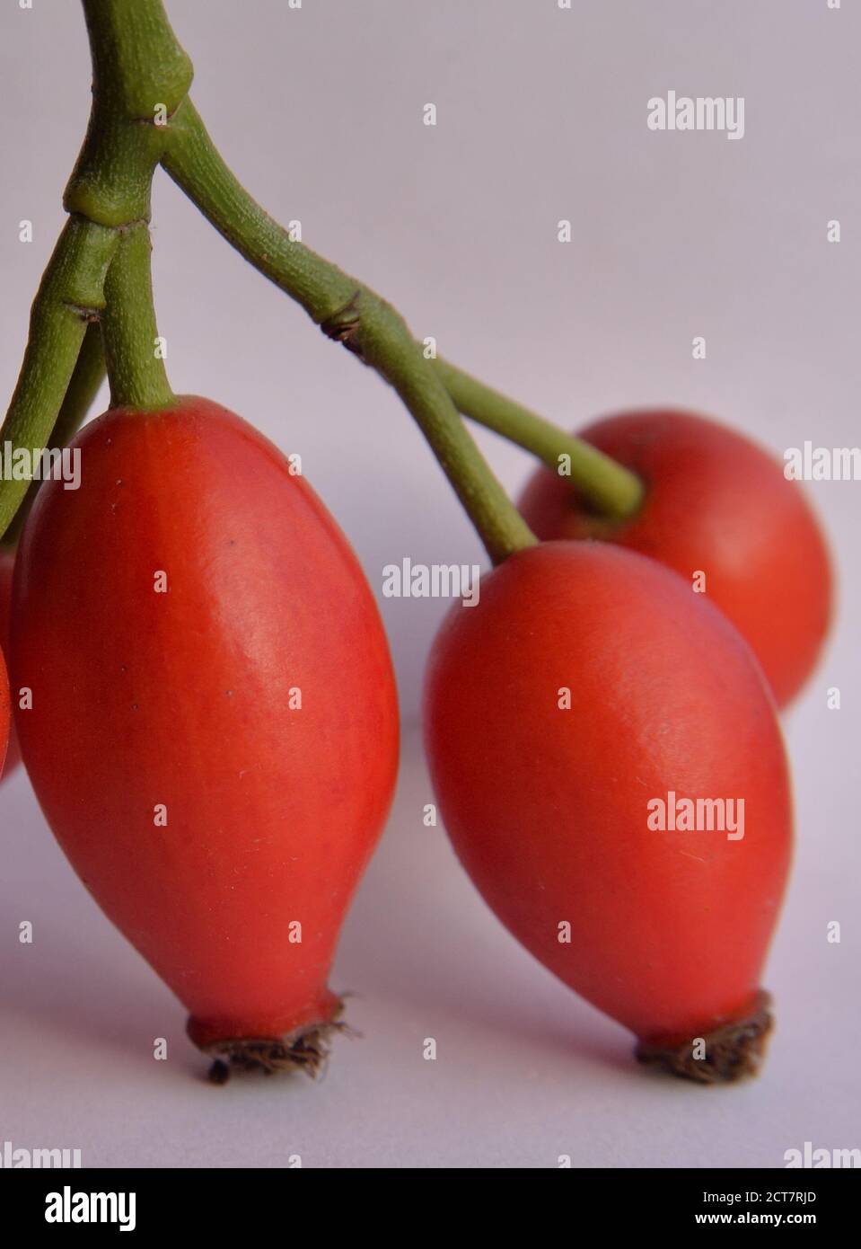 ROSE HIPS, FRUIT OF THE ROSE PLANT, SOURCE OF VITAMIN C Stock Photo - Alamy