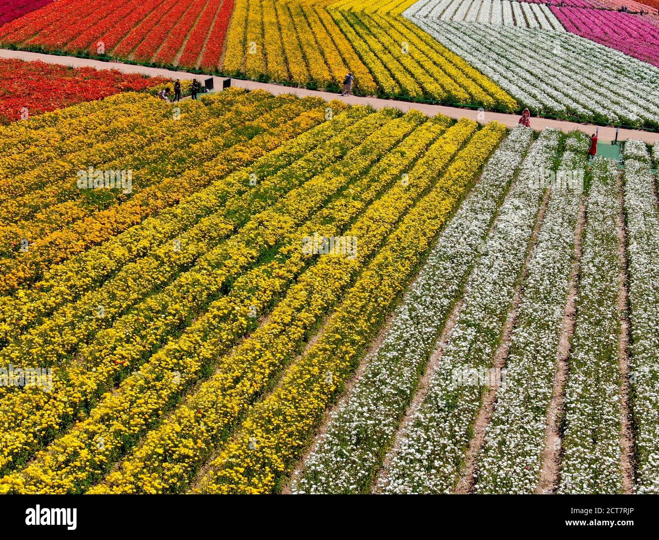 Aerial view of Carlsbad Flower Fields. tourist can enjoy hillsides of ...