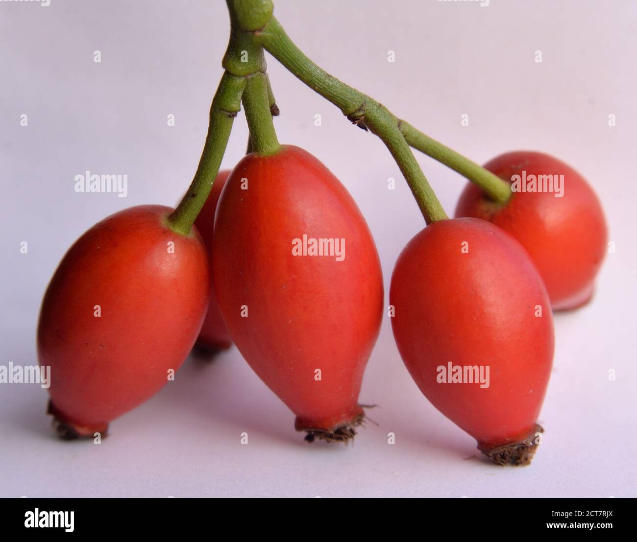 ROSE HIPS, FRUIT OF THE ROSE PLANT, SOURCE OF VITAMIN C Stock Photo - Alamy