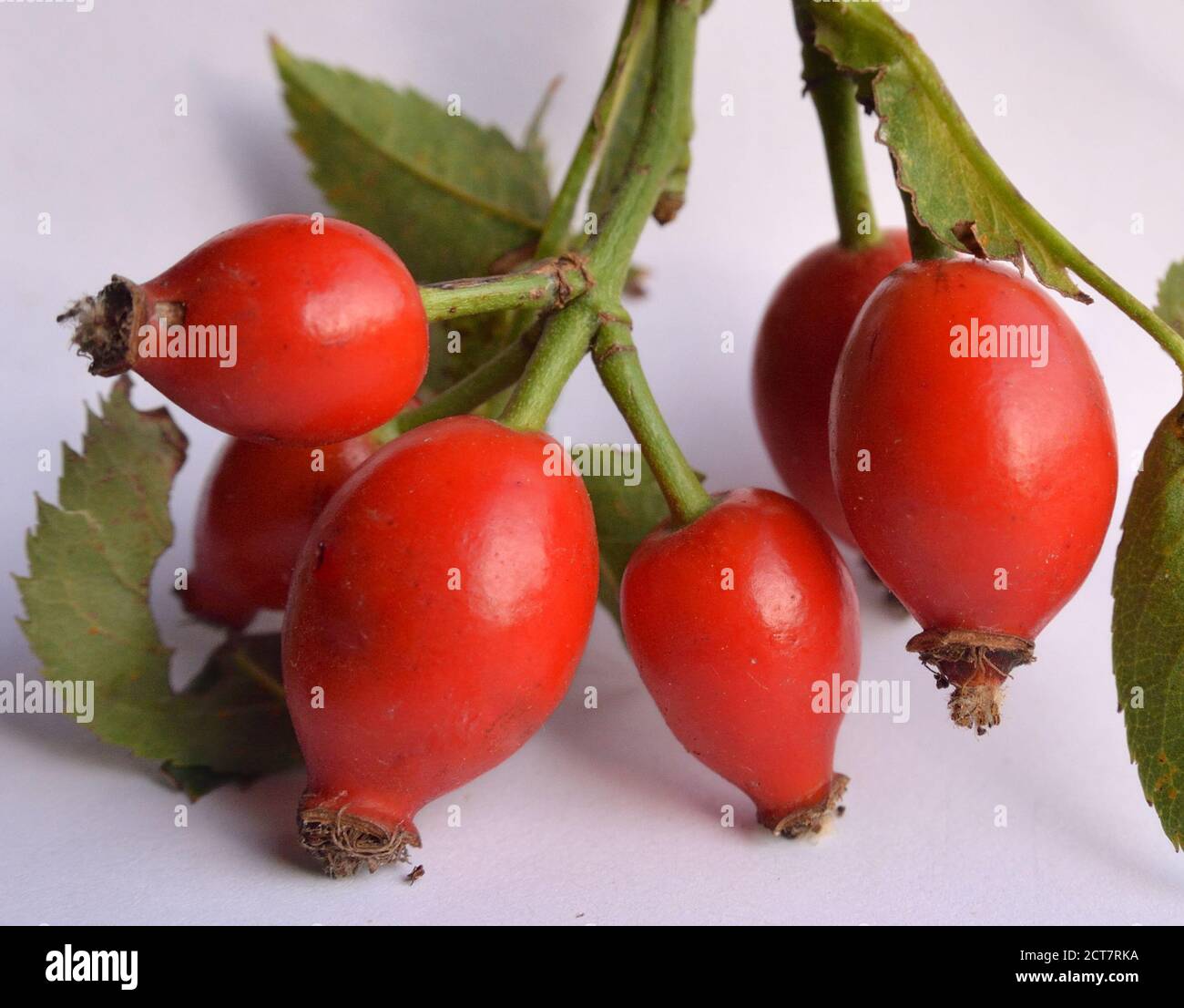 ROSE HIPS, FRUIT OF THE ROSE PLANT, SOURCE OF VITAMIN C Stock Photo - Alamy