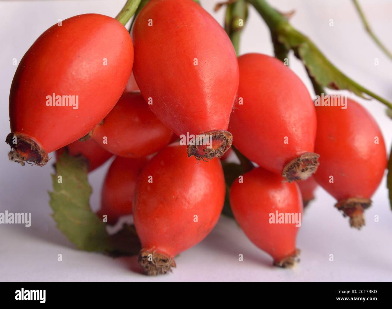 ROSE HIPS, FRUIT OF THE ROSE PLANT, SOURCE OF VITAMIN C Stock Photo - Alamy
