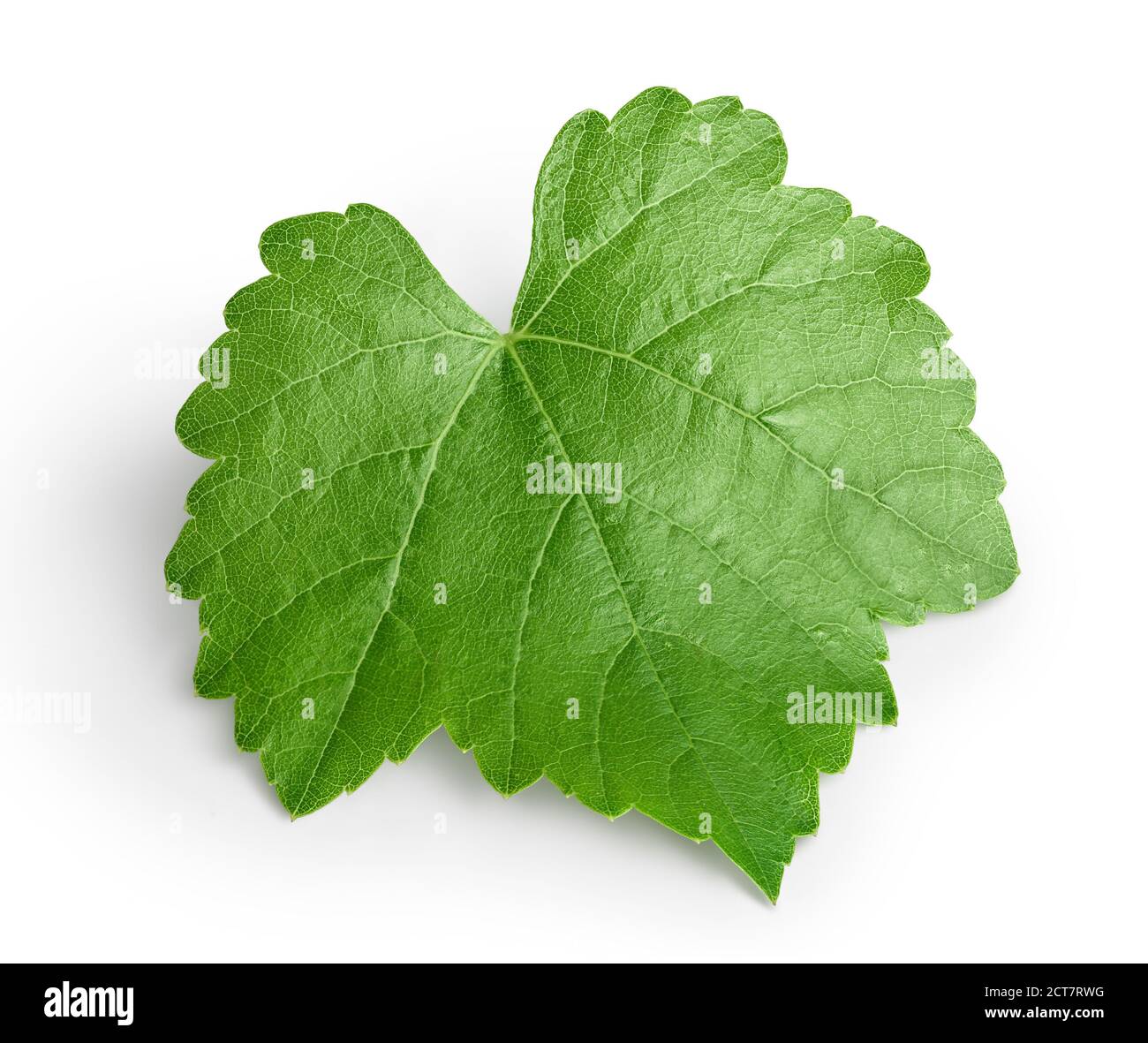 Grape leaf isolated on white background with clipping path and full ...