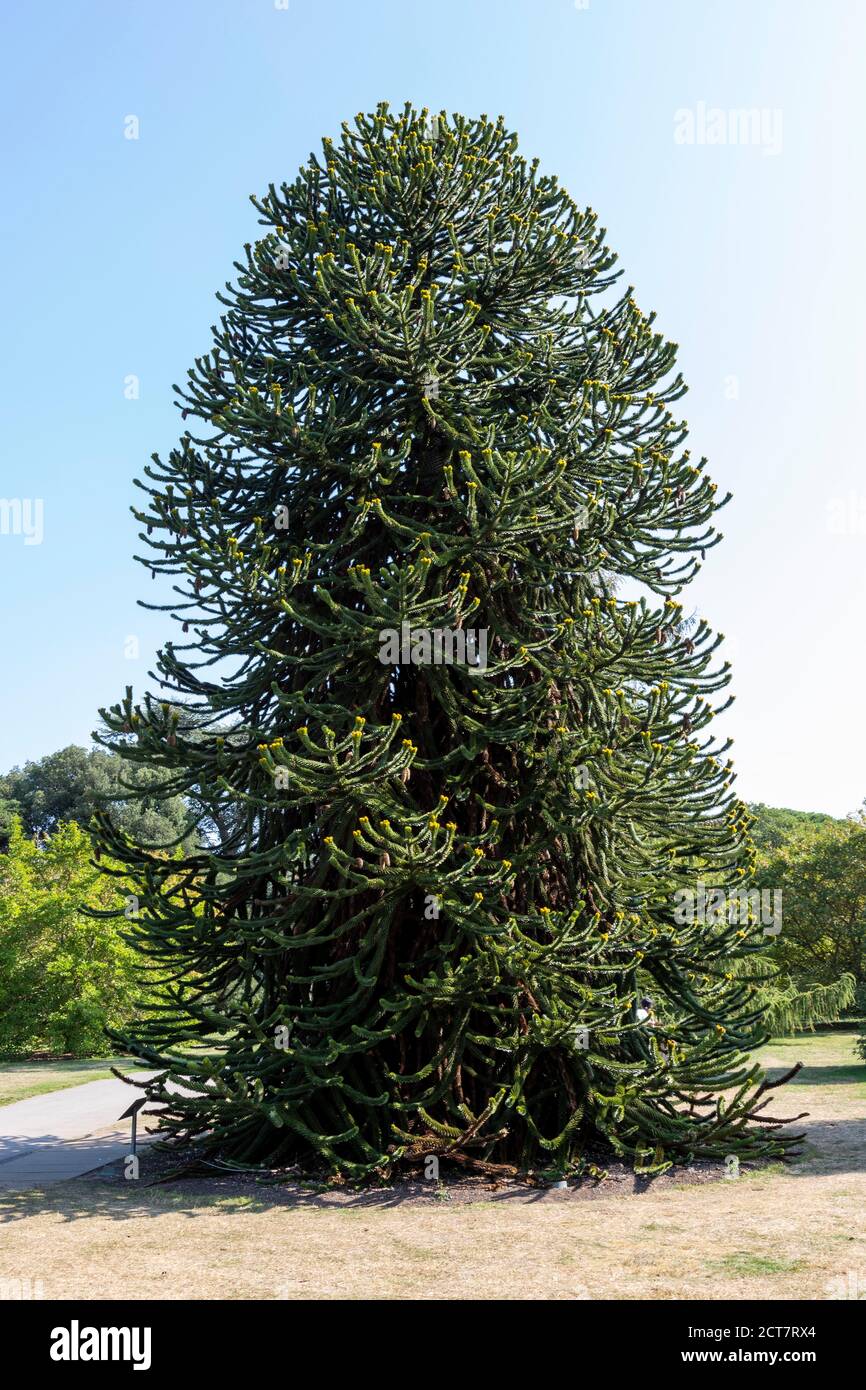 Tall monkey puzzle tree hi-res stock photography and images - Alamy