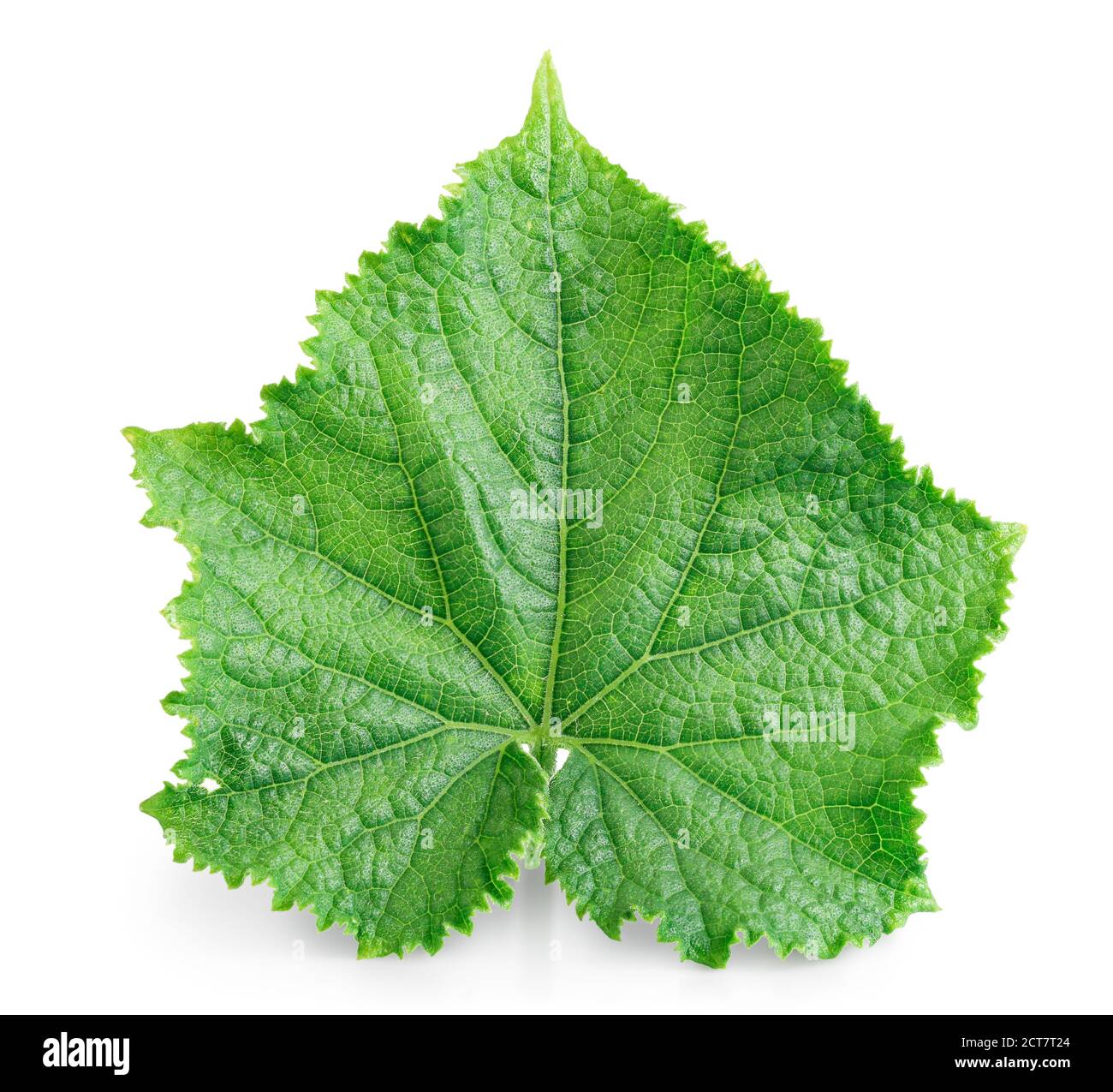 Cucumber leaf isolated on a white background with clipping path and ...