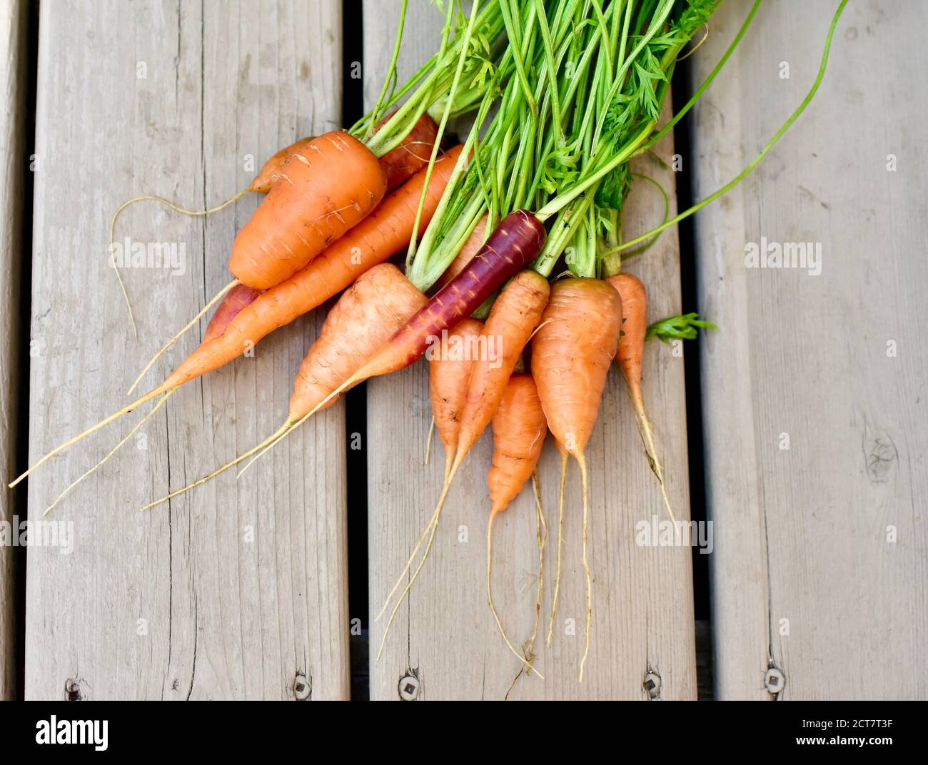 Fall harvested fresh organic carrots from homegrown garden ready for ...