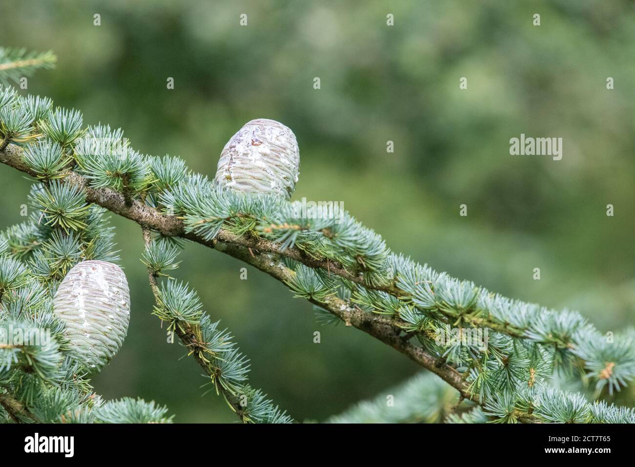 Close up of cones on an Atlas Cedar (cedrus atlantica) tree Stock Photo ...